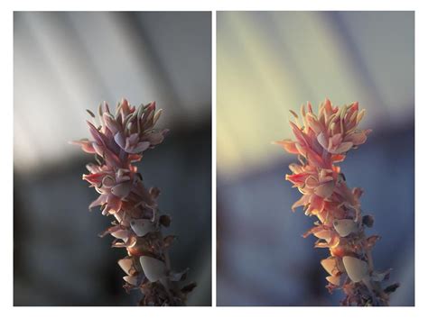 Comparing My Jpeg Photography Processing R Vs Raw Processing L A Year