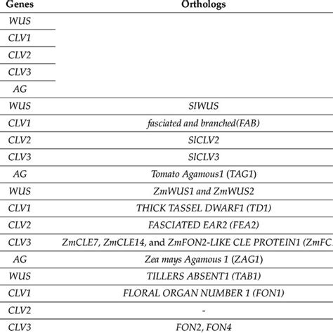 Wus Clv Feedback Loop Wus Is Mainly Expressed In Oc Containing Cells