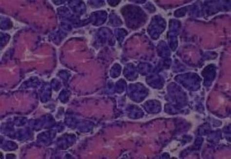 Novus Biologicals Mouse Multi Organ Tissue Microarray Normal Mouse