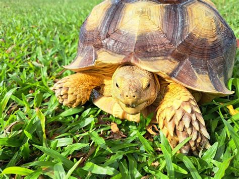 Breeding Very Cute Sulcata Turtle Stock Image Image Of Cute Sulcata