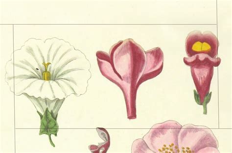 No Swords No Flowers Anatomy And Sex Scenes