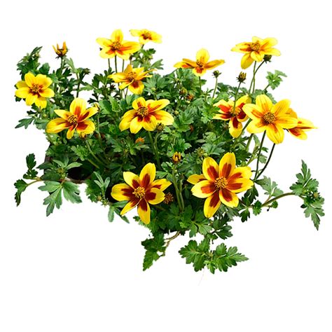 鬼针草6 花瓣网