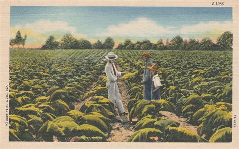 Greetings From Tobacco Land Postcard History