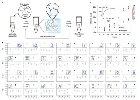 Nature Machine Intelligence丨基于dna调控电路的分子卷积神经网络 企业官网