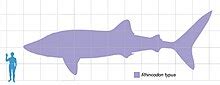 Whale Shark Wikipedia