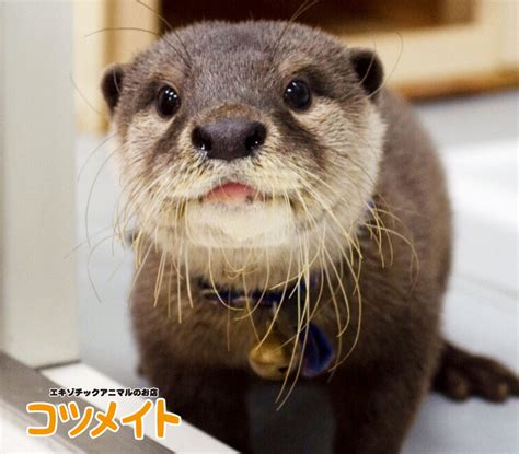 コツメカワウソの登録票について② 池袋店のブログ コツメイト コツメカワウソの登録票について② 池袋店のブログ コツメイト