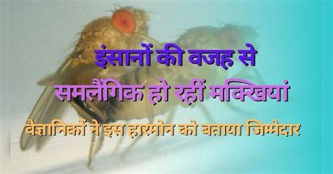 Knowledge About Flies Know Interesting Facts Flies Turning Gay Due To Increasing Pollution