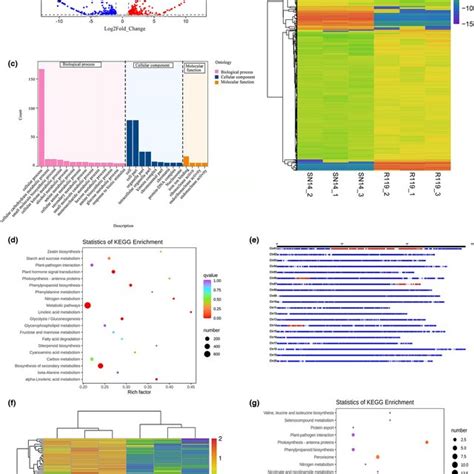 Comparative Transcriptomic Analysis Of R119 And Sn14 In Dry Seeds A