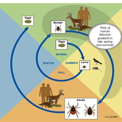 Transmission Of Tularemia To Human By Ticks And The Life Cycle Of