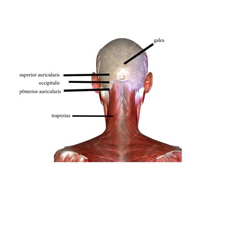 인간 골격 척추 허지 및 손목 해부학 시스템 3d 일러스트레이션 프리미엄 사진