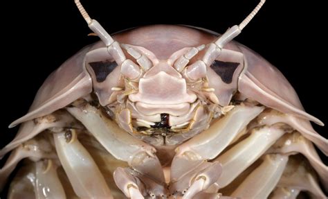 Particle News New Giant Sea Bug Species Named After Darth Vader