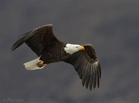A Guide To Aging Bald Eagles And How To Distinguish Immature Bald