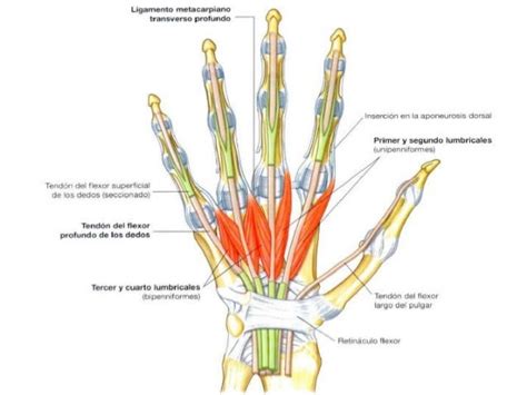 Mano Extensores 2013