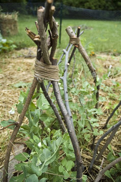 How To Build A Pea Teepee Craft Leftovers