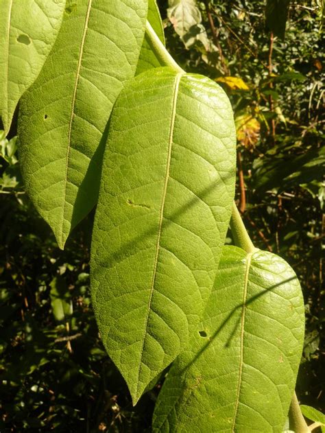 Polyscias Fulva House Plant For Your Home Decor