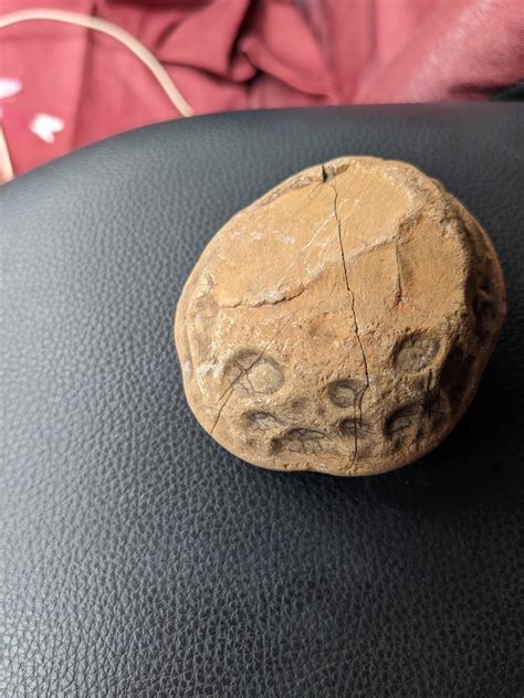 Turtle Fossil Rfossils