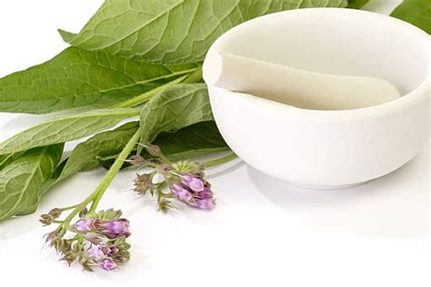 Comfrey Vector Hd Png Images Comfrey Root Icon Cartoon Vector Ingredient Leaf Plant Png