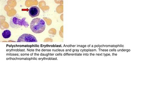 PPT Menu PowerPoint Presentation Free Download ID 27925