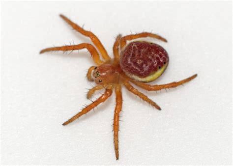 20 Red Spiders In California With Pictures And Identification