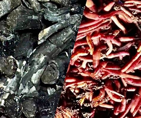 Combining Biochar And Vermicompost Possible Growth Edge Biochar Station