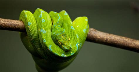 Activepython Vs Open Source Python Whats The Difference Activestate