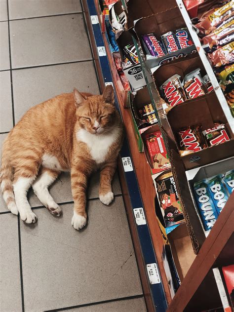 Bodega Kitty Lovin Rcat