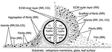 Diagram Depicts Half Portions Of Ecm And Ecm Hyphal Cross Sections