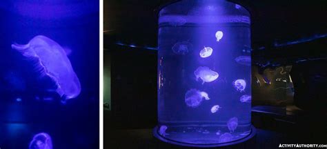 New Theater And Exhibits At Our Maui Aquarium Maui Ocean Center