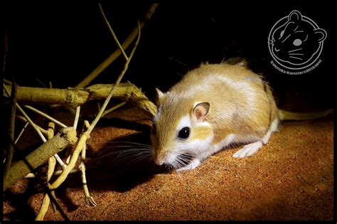 Cheesmans Gerbil Shs