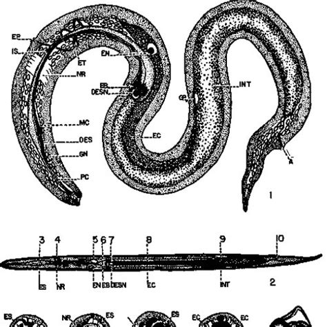 Stream Toxoplasma Gondii Fecal Forms Separated From Eggs Of The