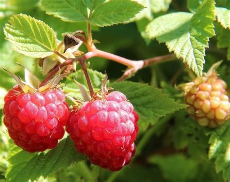 5 Raspberry Plants Joan J Completely Thornless Everbearing High