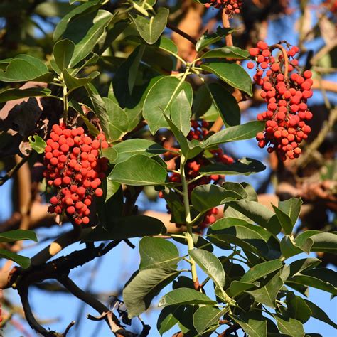 Princess Persimmon — Wanderlust Nursery