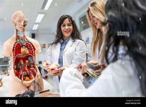 Medical Students Examining Anatomical Model And Organ Replicas During