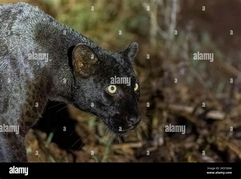Kenya Laikipia County Extremely Rare Photo Of A Black Panther Or