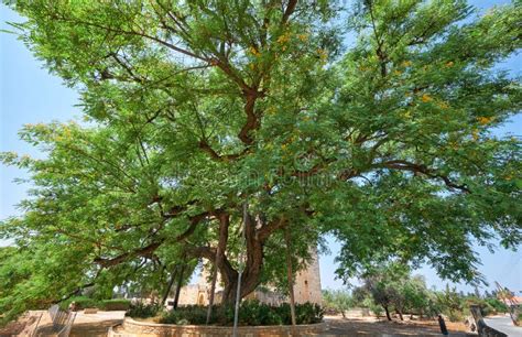 Tipuana Tipu Trees Young