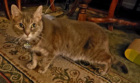 247 Best Gabriella Images On Pholder Whatthefrockk Rainbow High And Fashionhistory