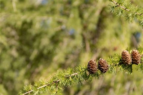 Cones Of European Larch Creeping Shape Larix Decidua Mill F