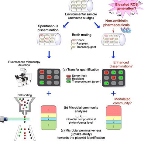 Pdf Non Antibiotic Pharmaceuticals Promote Conjugative Plasmid