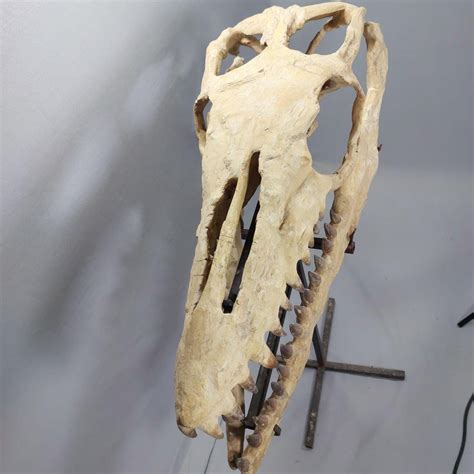 35 Inches Mosasaurus Skull Fossil Dinosaur Cretaceous Mosasaurus