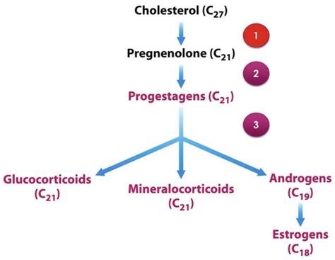 Boc Oestradiol Cell Signalling Flashcards Quizlet