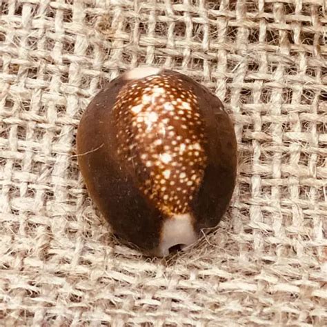 Black Kaudi काली कौड़ी Buy Online Kali Tantra Laxmi Cowrie