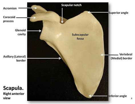 Right Scapula Bones And Features