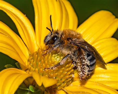 Pruinose Squash Bee Native Here Nursery