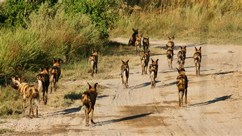 A Pack Of African Wild Dogs Hunting Andbeyond Wildwatch