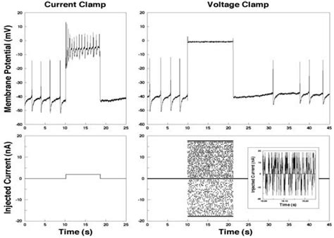 The Response Of The Cell To The Current And Voltage Clamps From Left Download Scientific