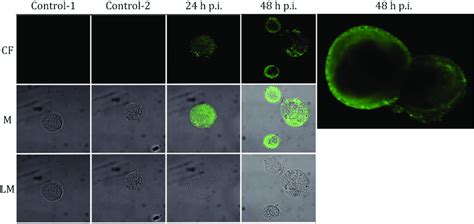 Immunoflourescent Labelling Of Civ Virion Particles Control ­ 1 Non