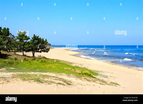 Pini Onde E Spiaggia Di Sabbia Del Mar Giallo La Corea Del Nord Dprk Foto Stock Alamy