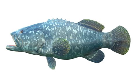 Goliath Grouper Fish 3d Model By 3dstudio
