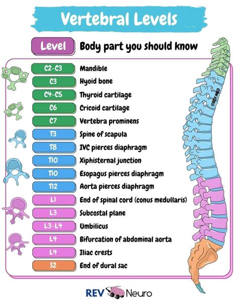 Best 13 Understanding Dvt Chart 22×28 Artofit