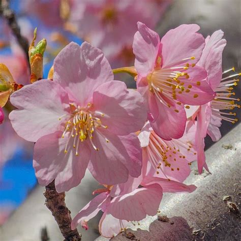📢 Undangan Kolaborasi Kebaikan Hilmy Tsamarah Ulya Facebook